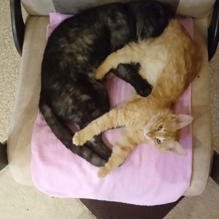 Котики милаши