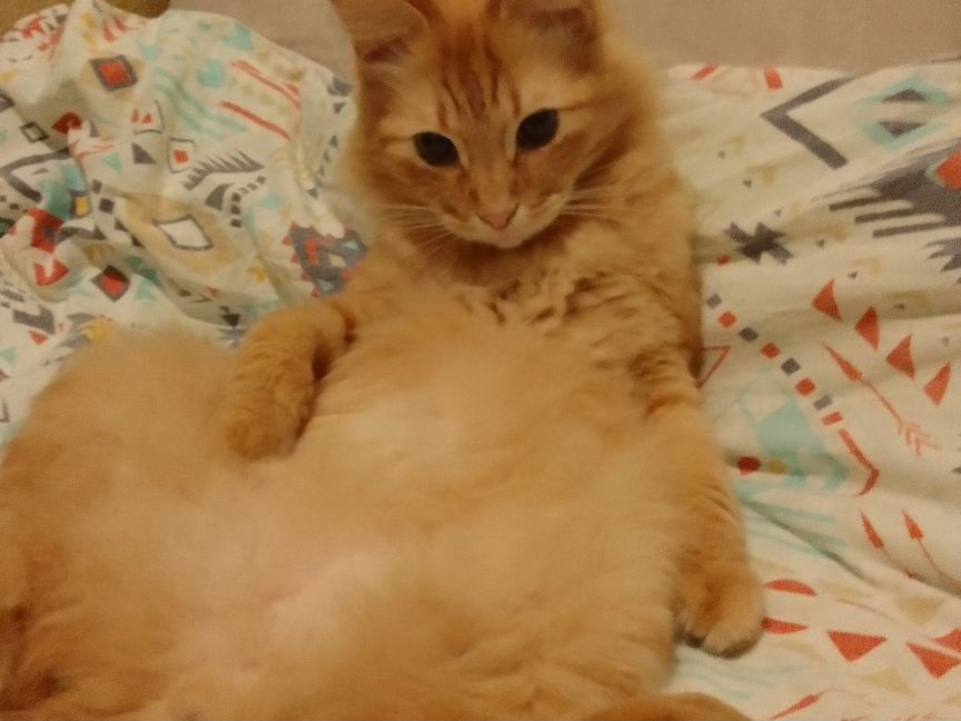 Отдам в добрые руки кошечка и кот