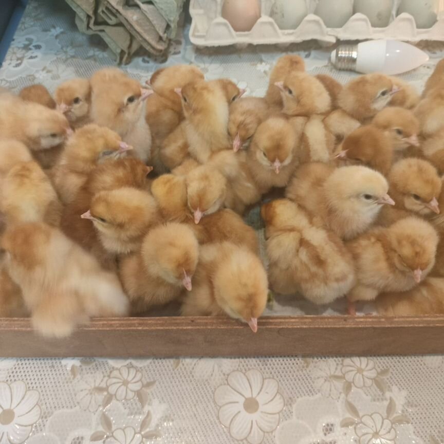 Цыпленок курочка Браун-ник