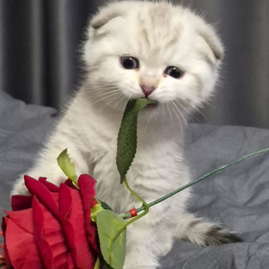 Шотландский вислоухий короткошёрстный котёнок