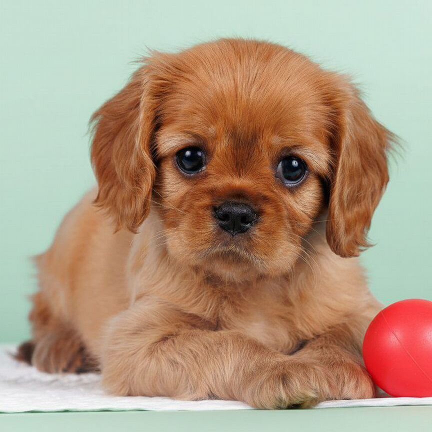 Кавалер кинг-чарльз-спаниель, щенок