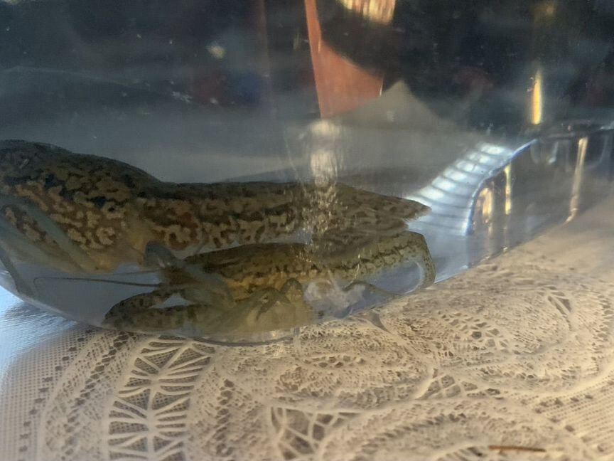 Аквариумные раки