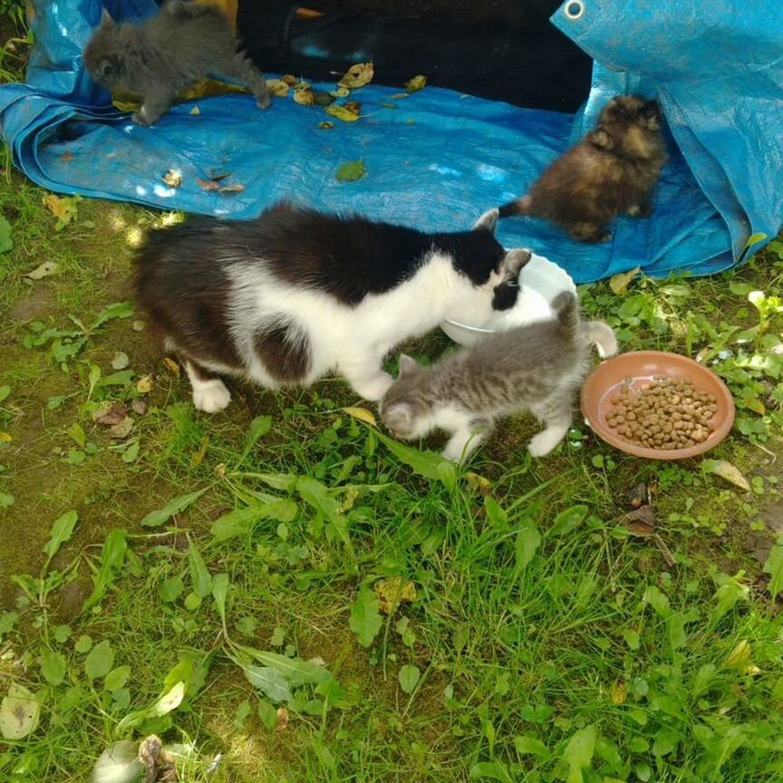 Котята бесплатно