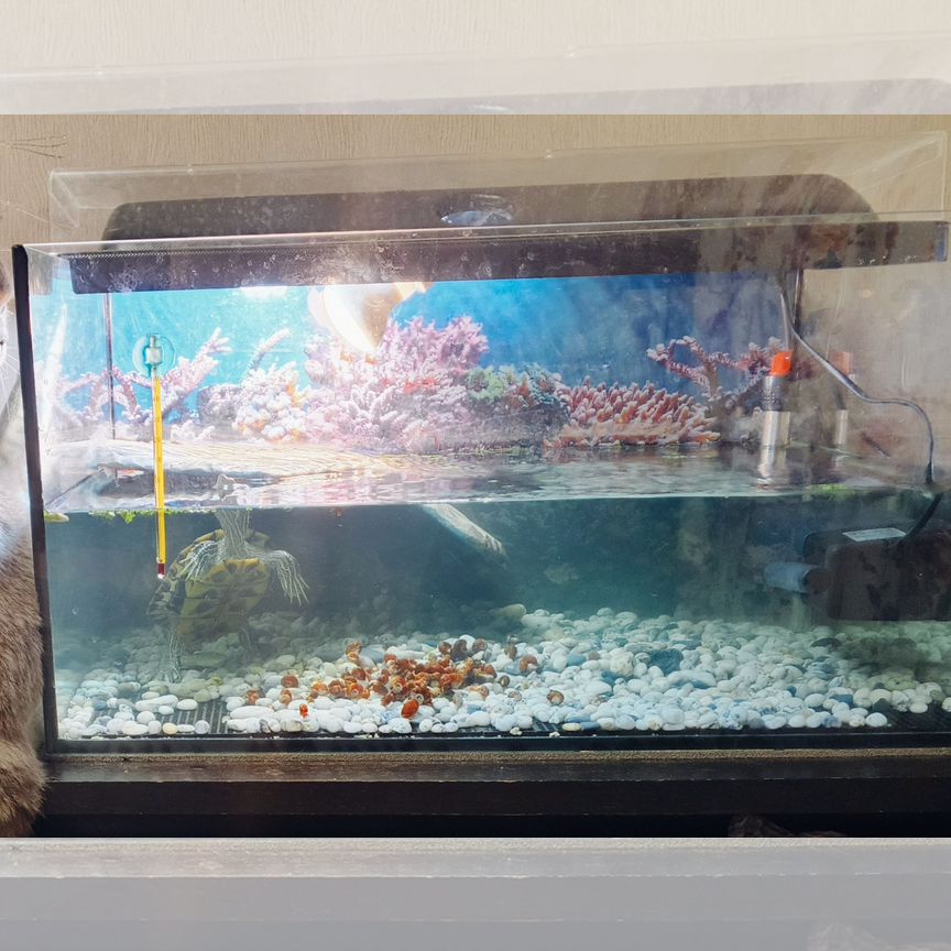 Аквариум для черепах