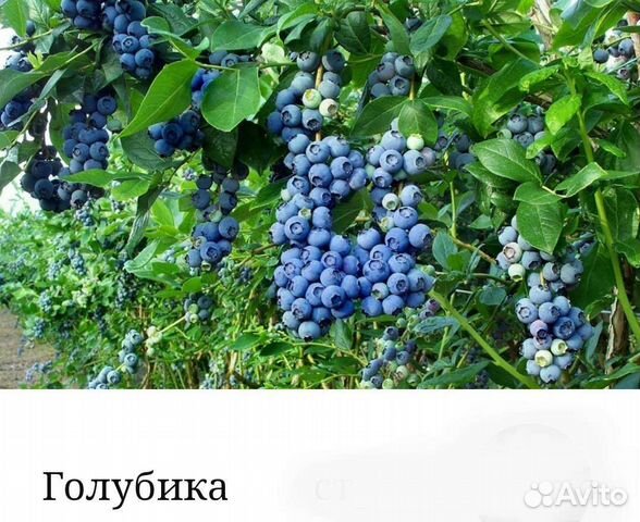 Саженцы голубики, крыжовника, ежевики, малины, жи купить в Санкт ...