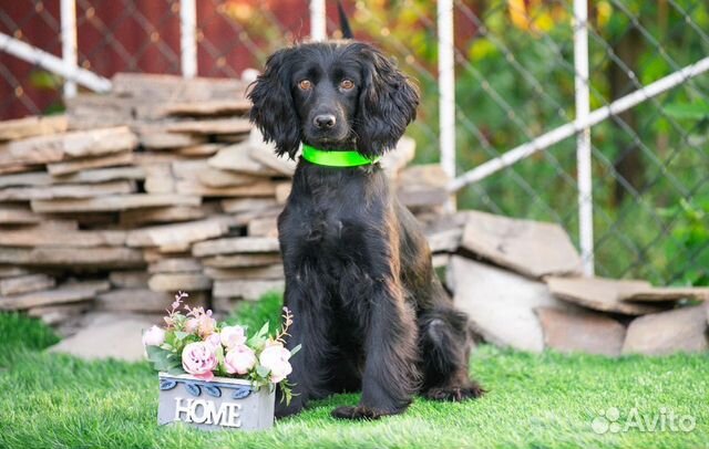 Очаровательная брюнетка спаниелька в добрые руки