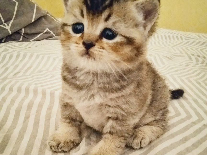 Шотландские котята шиншилла