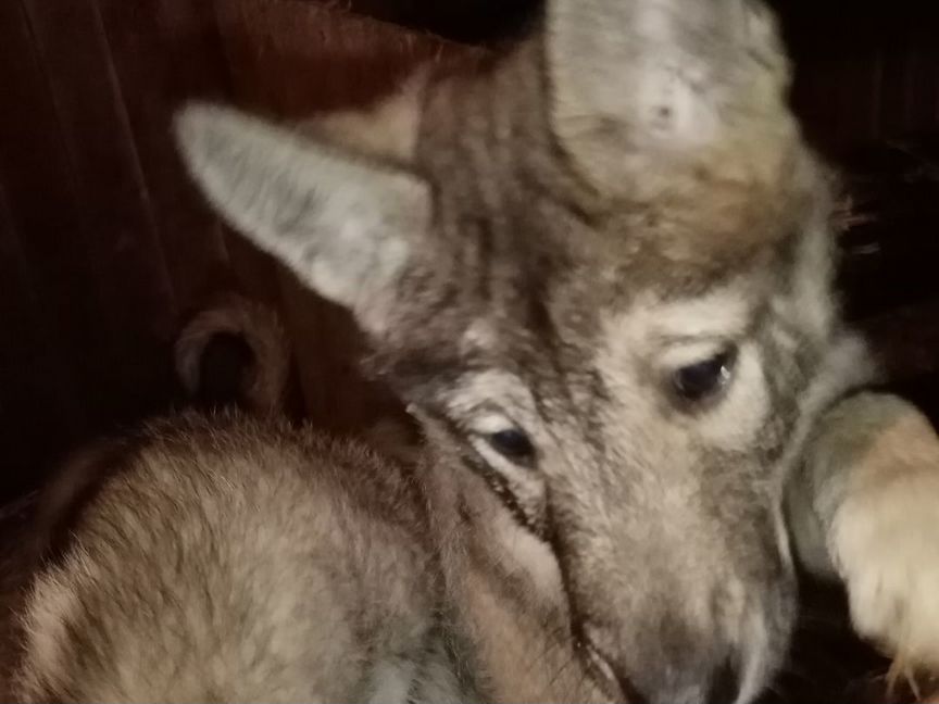 Щенки западно сибирской лайки