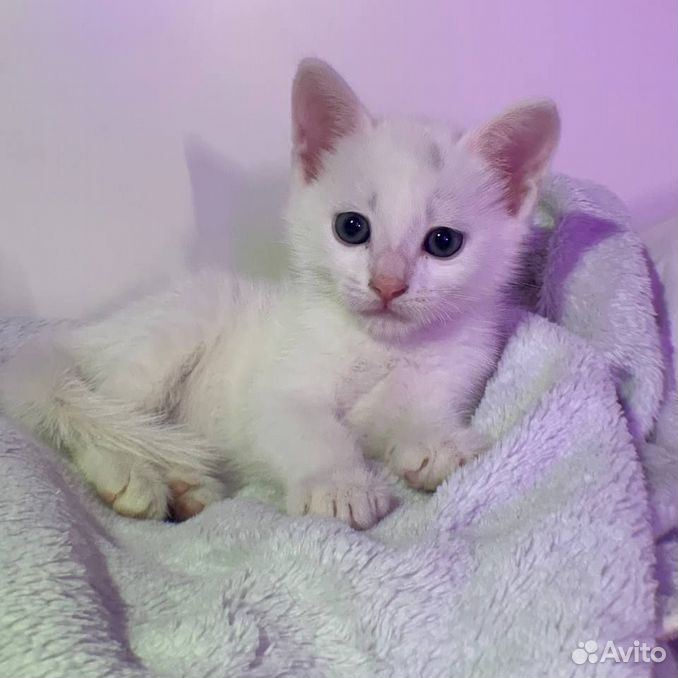 Граф Пельмеш. Котята. Киса. Китинька