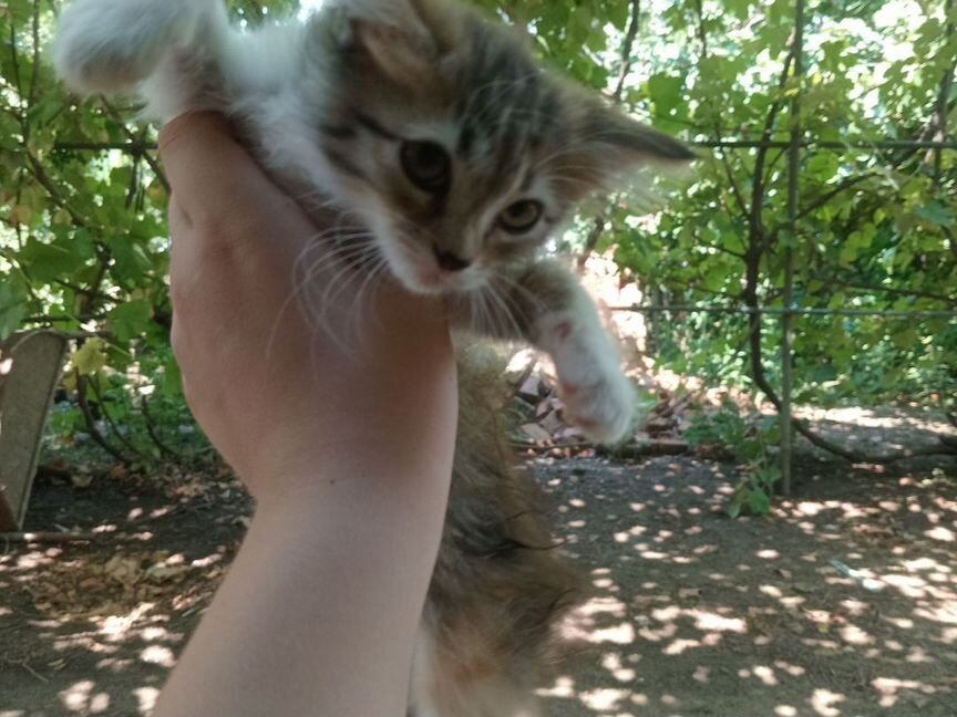 Трехцветный котенок девочка