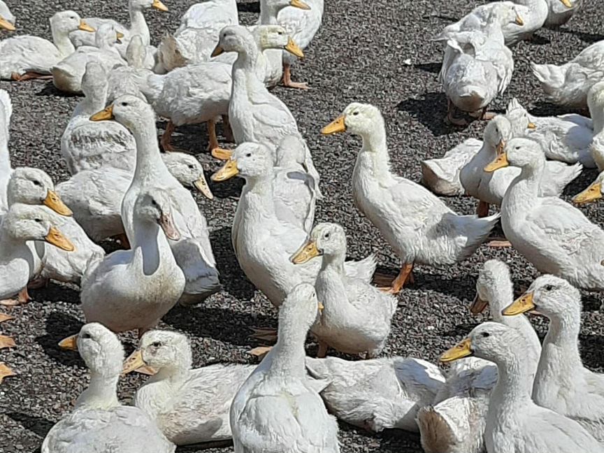 Бройлерные утки