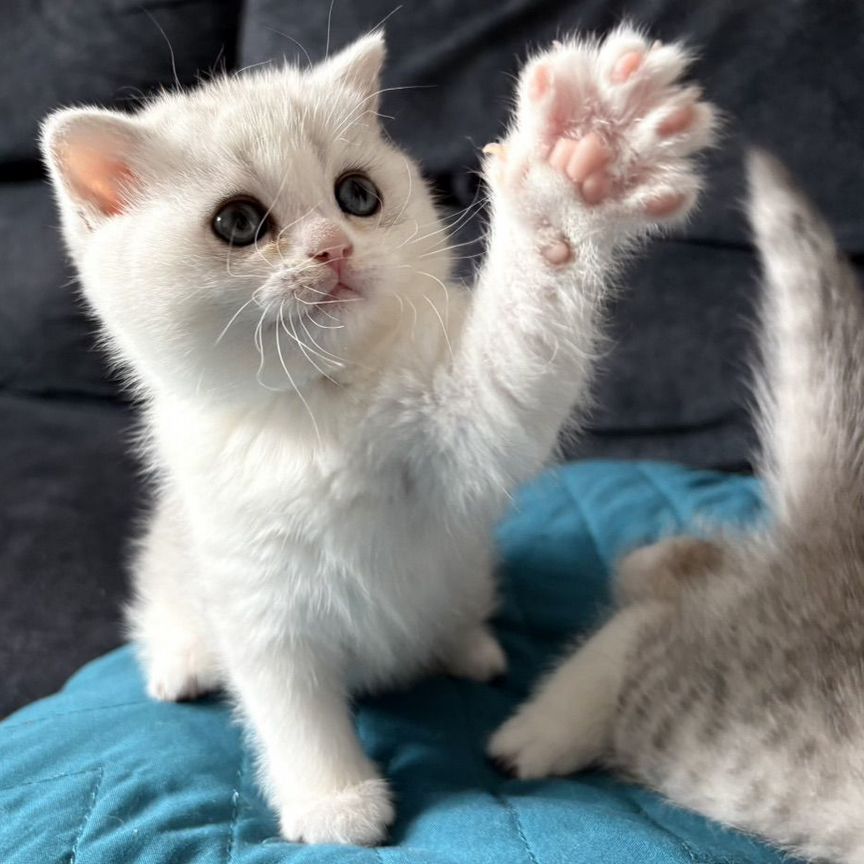 Шотландский прямоухий короткошёрстный котёнок