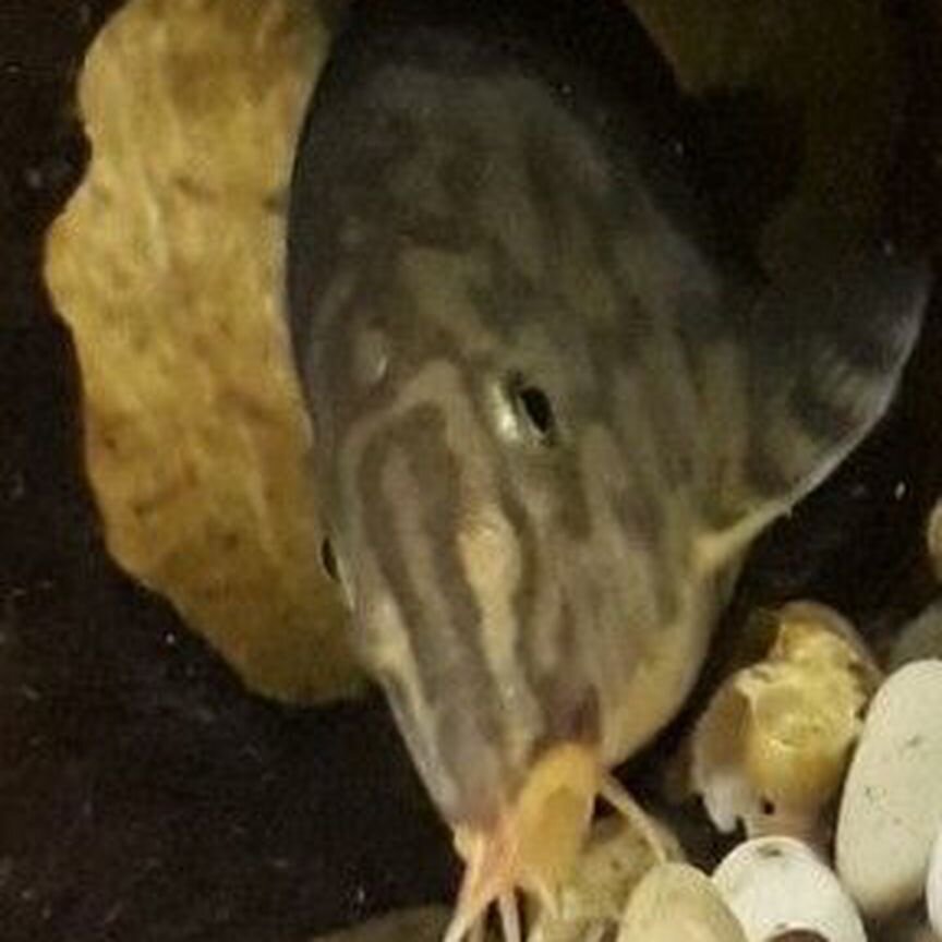 Боция мраморная 10-11 см