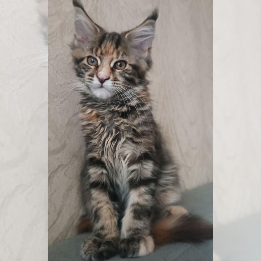 Мейн-кун котёнок