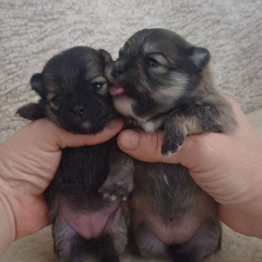 Соболиные красотки