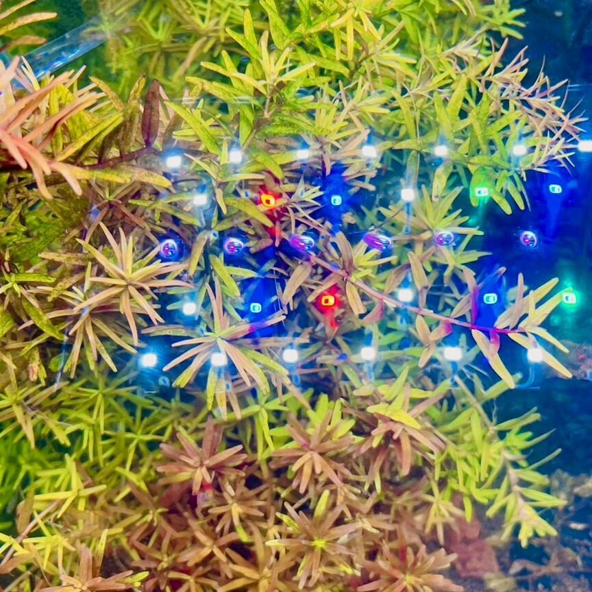 Ротала хра, индика,гонконг