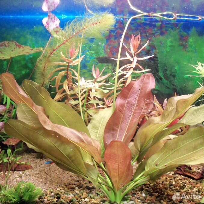 Эхинодорус Малый Медведь (Echinodorus Kleiner Bar