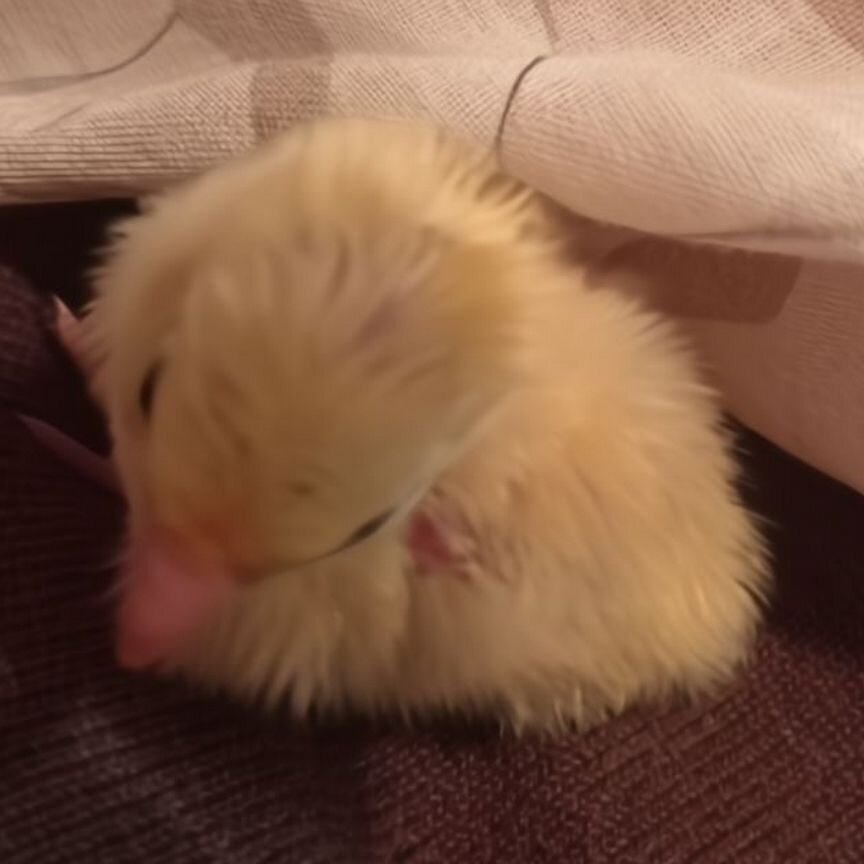 Перепела суточные