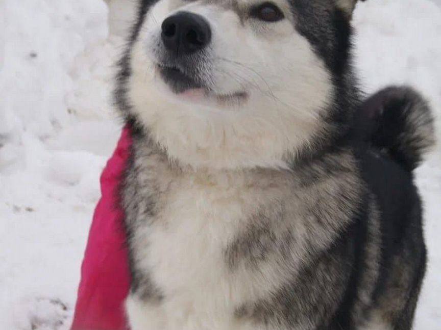 Активный веселый пес ждет семью за решеткой приюта