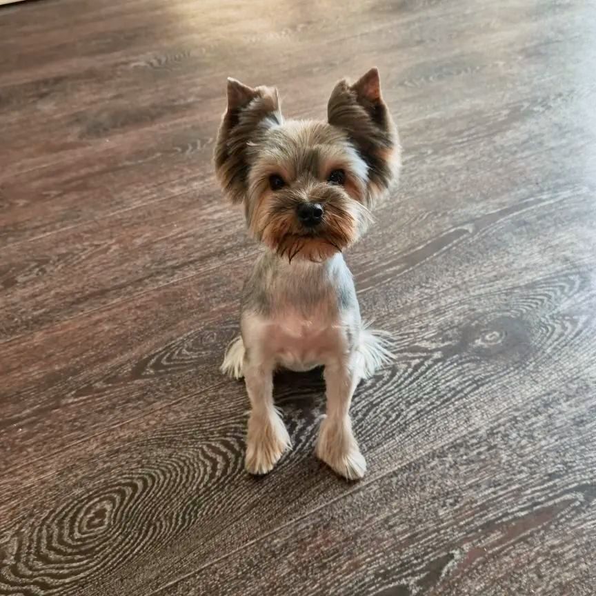 Йоркширский терьер щенки