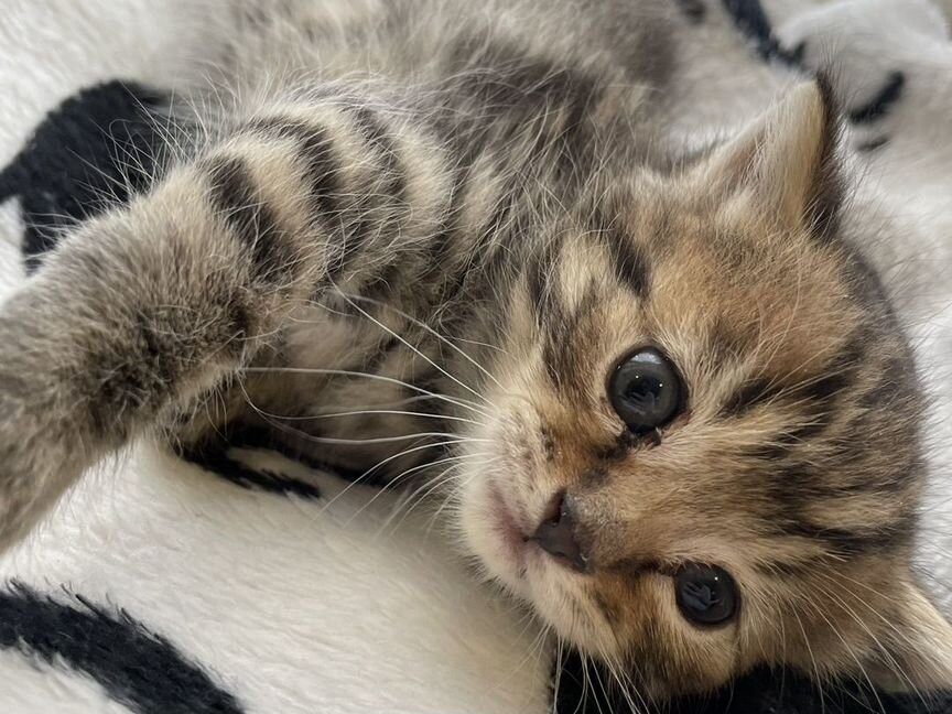 Котенок редкий окрас табби