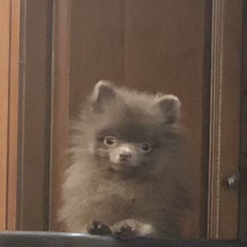 Микро шпиц Ляля лиловая