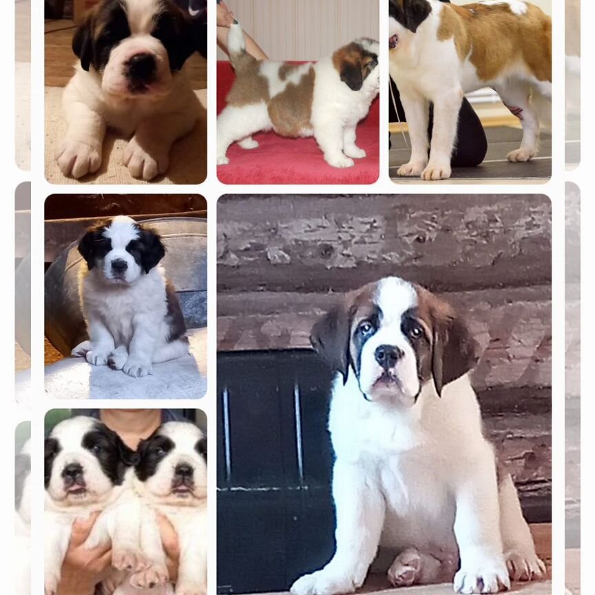 Отличные щенки