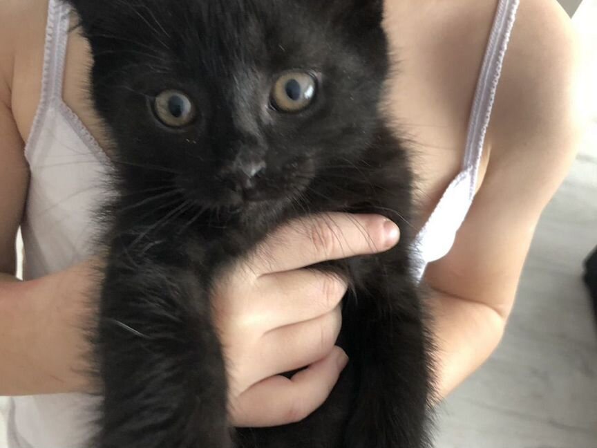 Шотландская вислоухая кошка черная