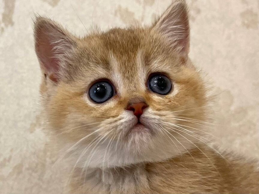 Элитная золотая плюшевая кошечка Скоттиш страйт