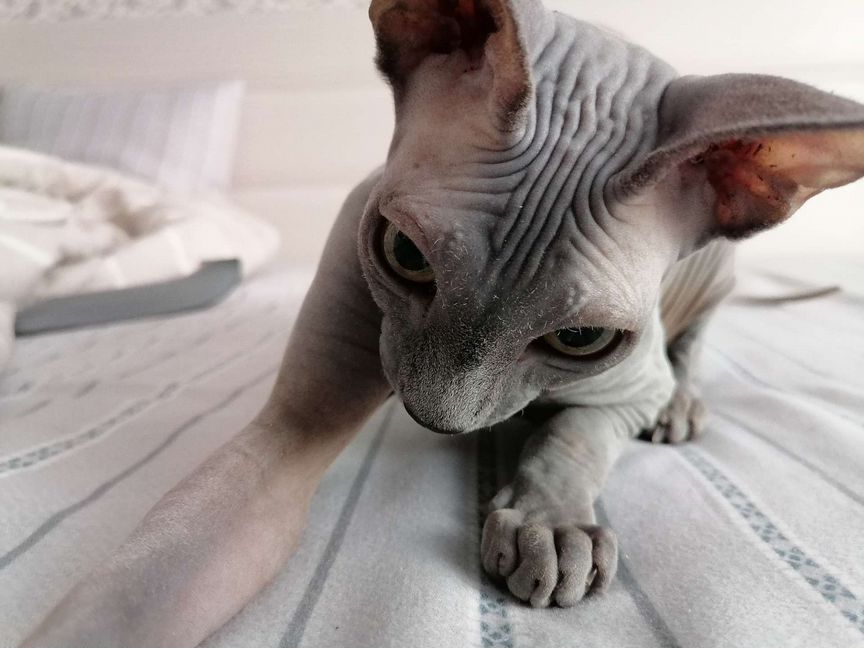 Вязка канадский сфинкс