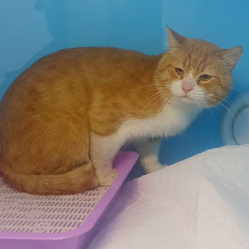 Передержка или дом для кота Персика