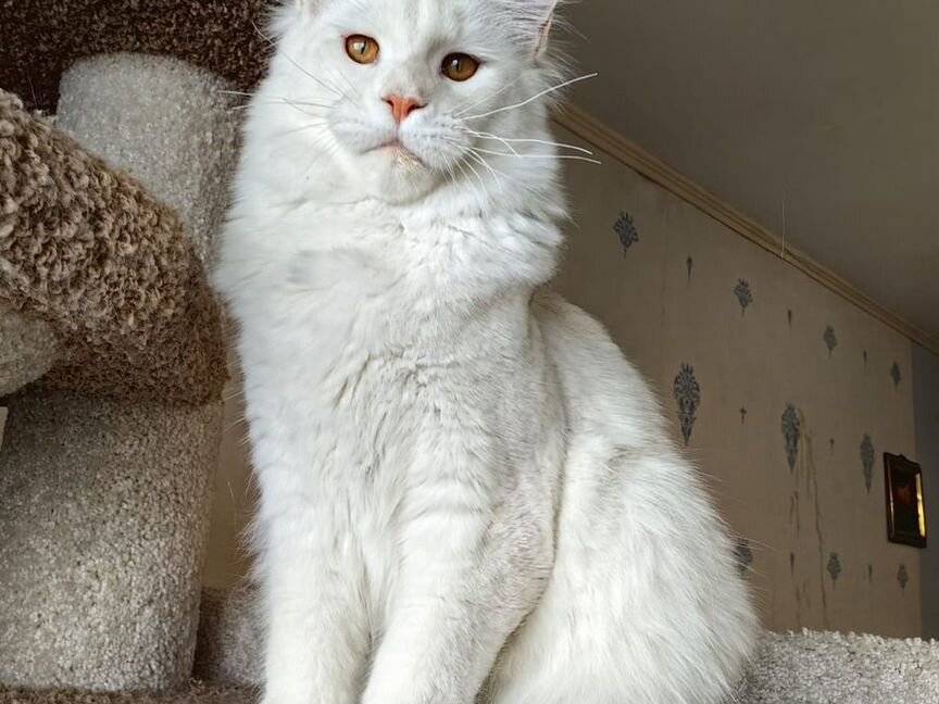 Мейн-кун брали за 115 не кастрат