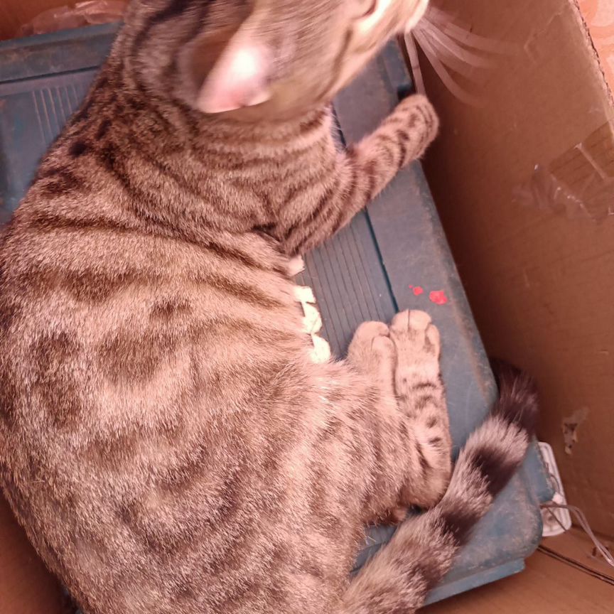 Кошка подкидыш