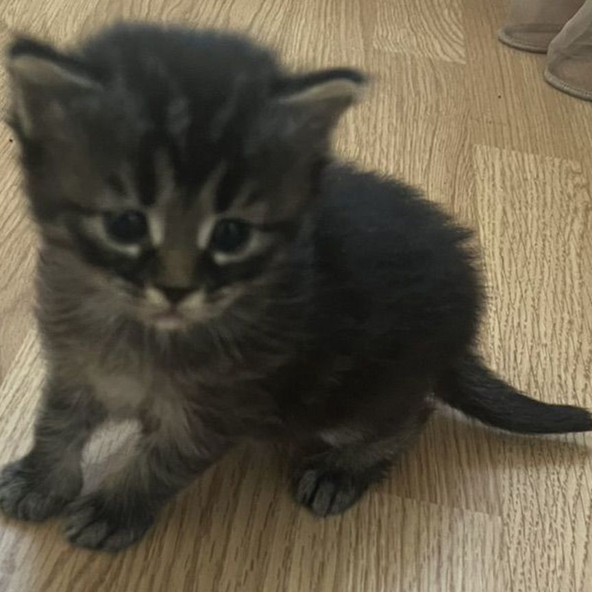 Мейн-кун котёнок