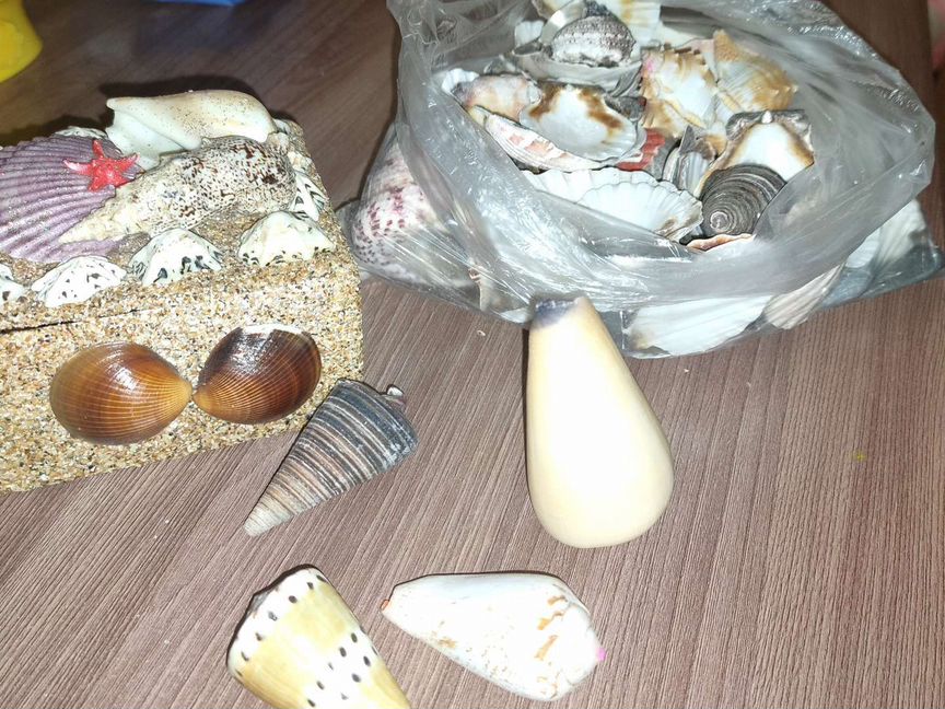 Раковина ракушка