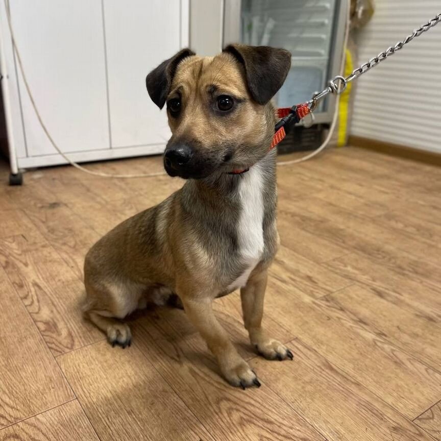 Маленькая собака в добрые руки