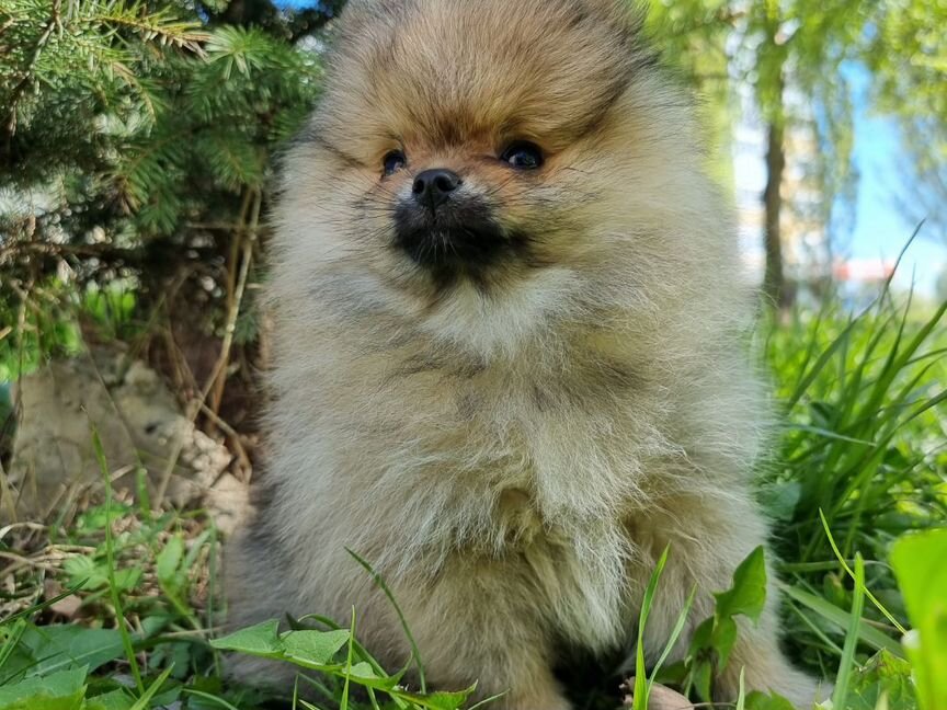 Померанский шпиц