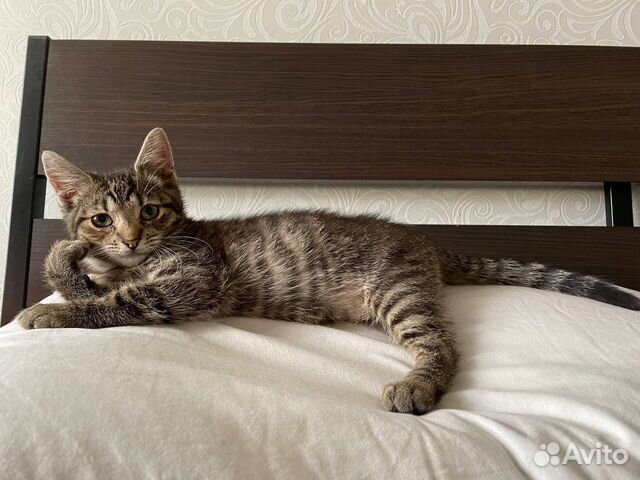 Котенок в дар