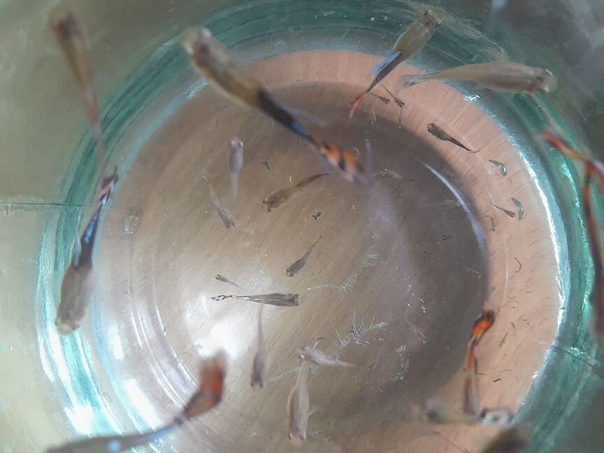 Аквариумные рыбки Гуппи