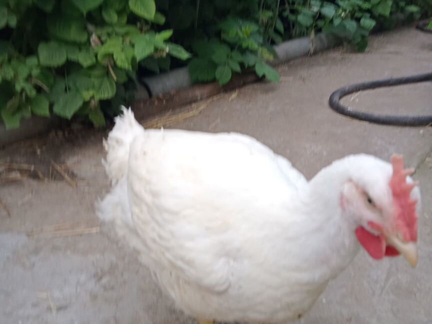 Продам живым весом бройлера
