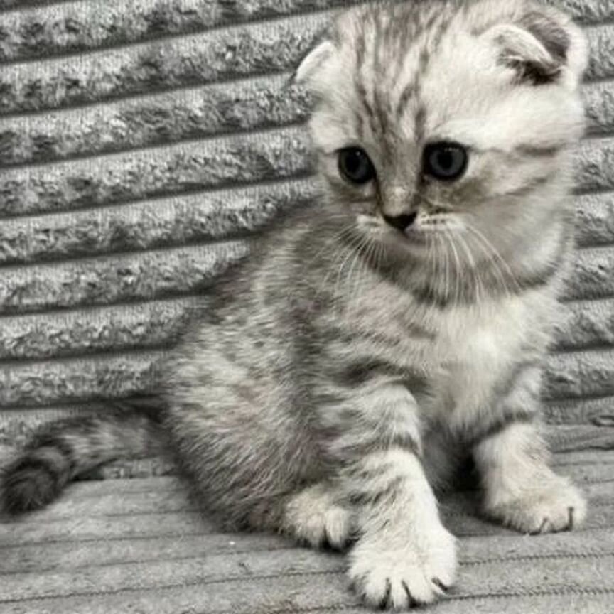 Шотландский вислоухий короткошёрстный котёнок