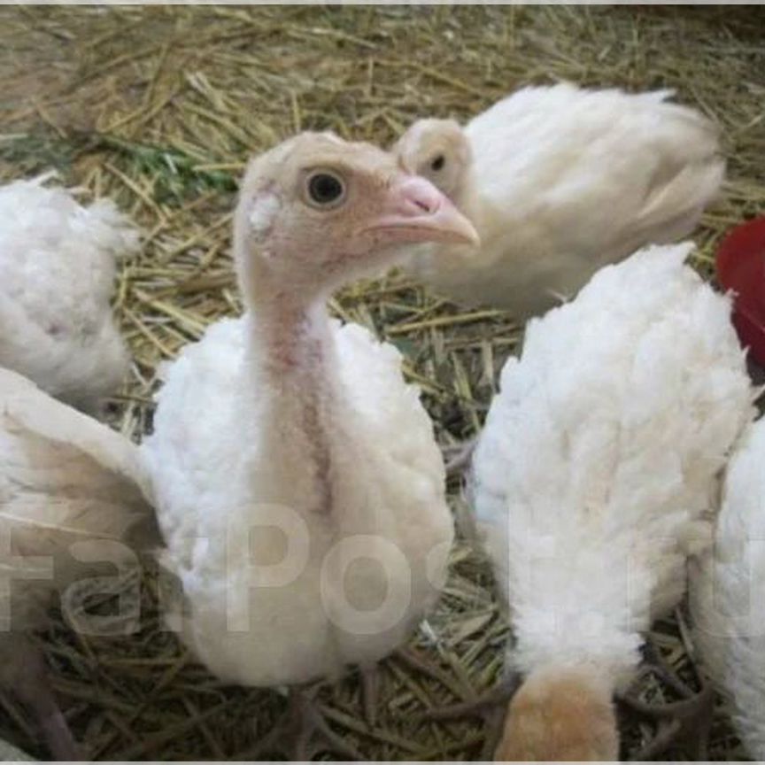 Индюшата биг 6 подрощенный