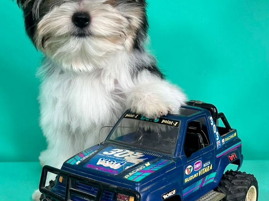 Отличный мальчик бивер