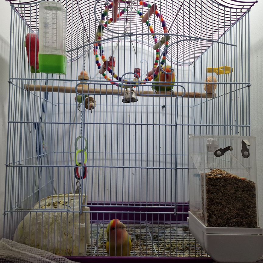 Попугай неразлучники