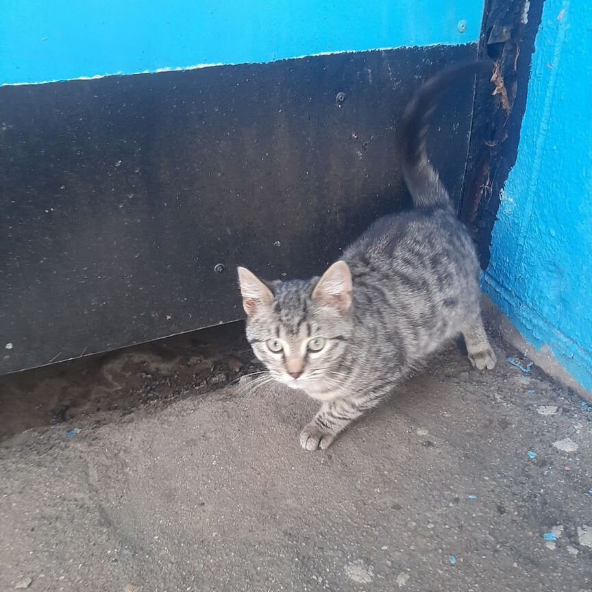 Ласковый котенок живет на улице