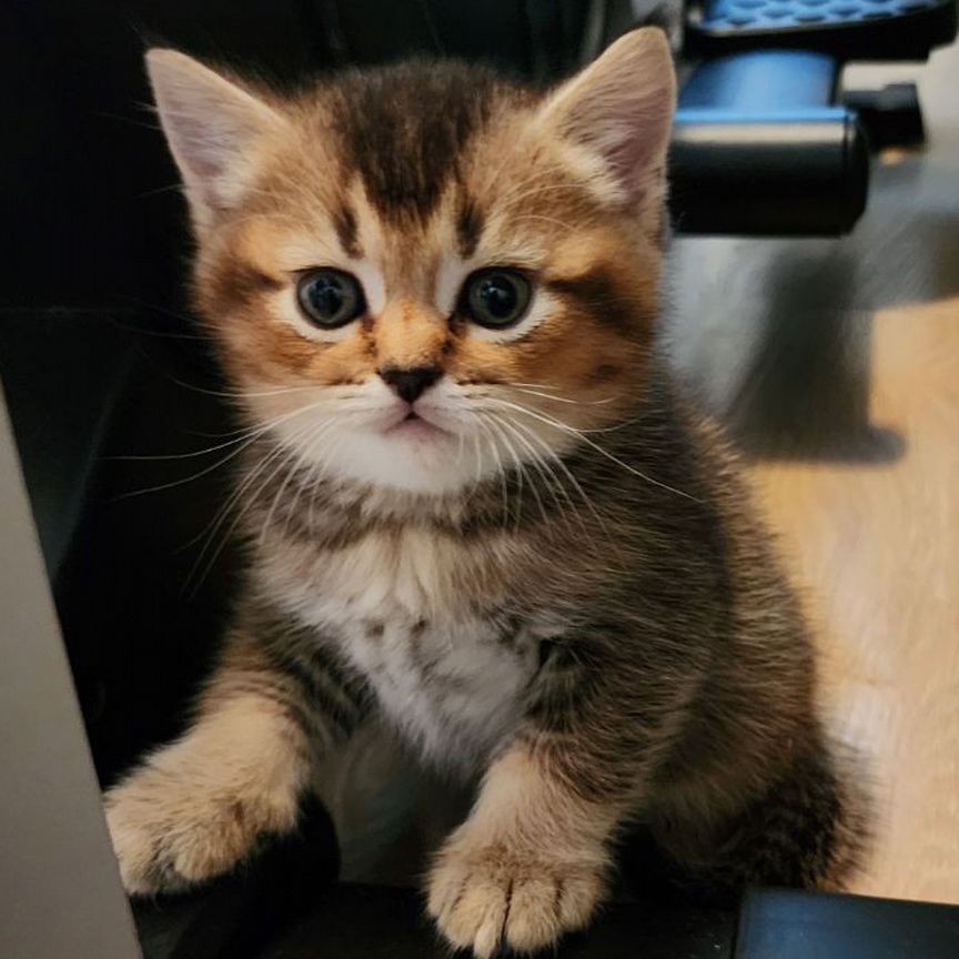 Шотландские котята шиншилла