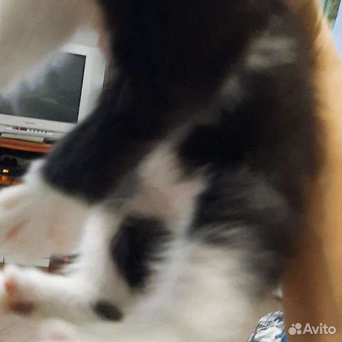 Котеёнок в добрые руки