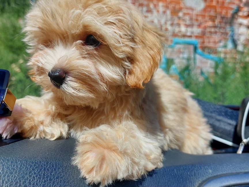 Мальтипу мини девочка