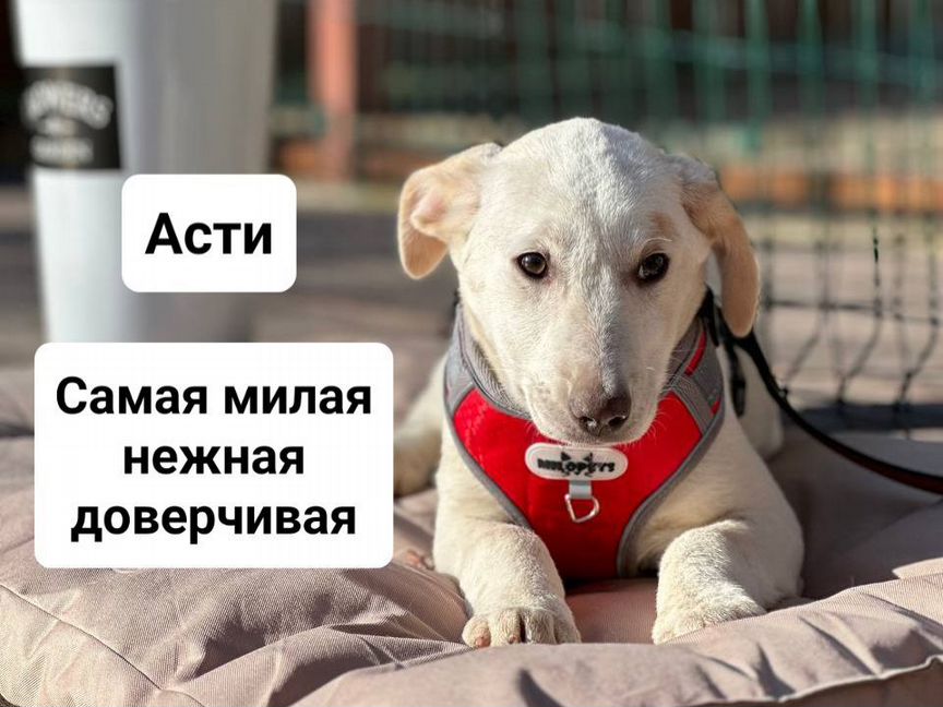 Спокойная собачка щенок ищет дом в дар