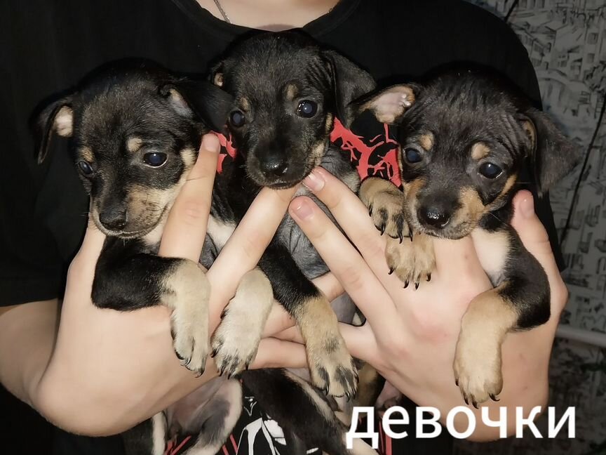 Щенки той-терьера